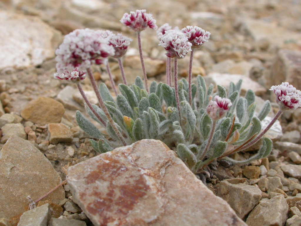 Railroad Canyon Wild Buckwheat from south end of the Lost River Range ...