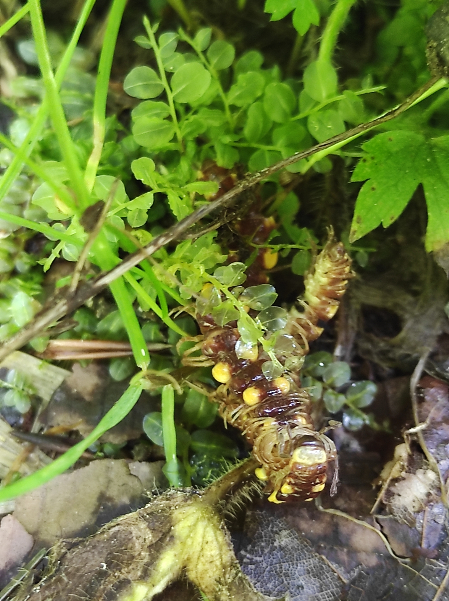 Polydesmus collaris Koch C.L., 1847