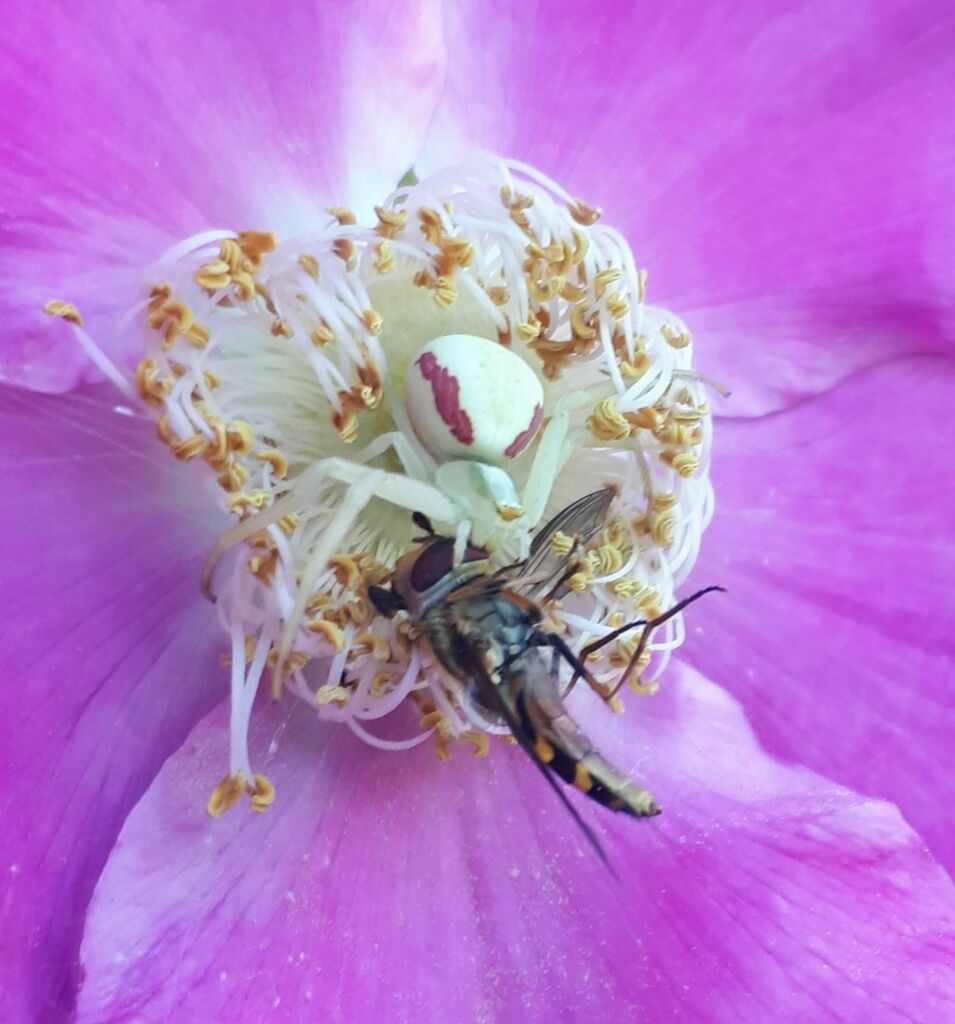 Hover Flies from Rimouski, QC, Canada on June 28, 2022 at 06:12 PM by ...