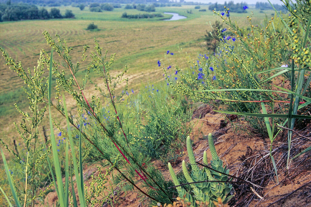 Spatulate rock pine from Ust'-Aldanskiy Ulus, Sakha Republic, Russland ...