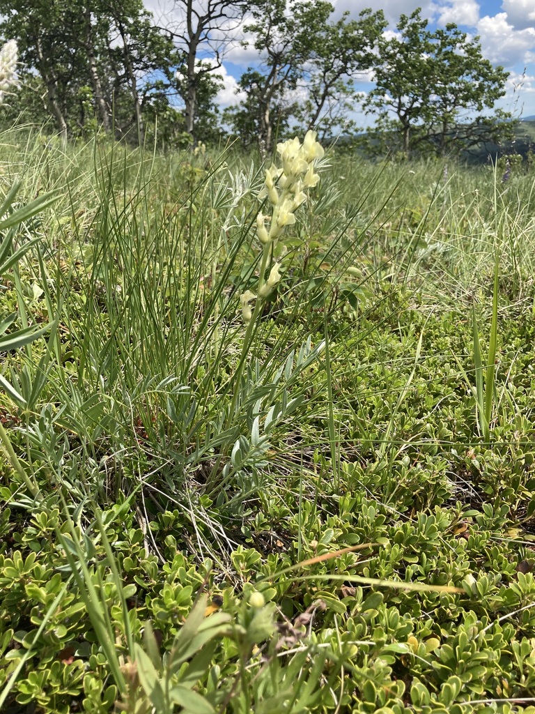 Locoweed from Kananaskis, AB T0L, Canada on June 29, 2022 at 01:07 PM ...