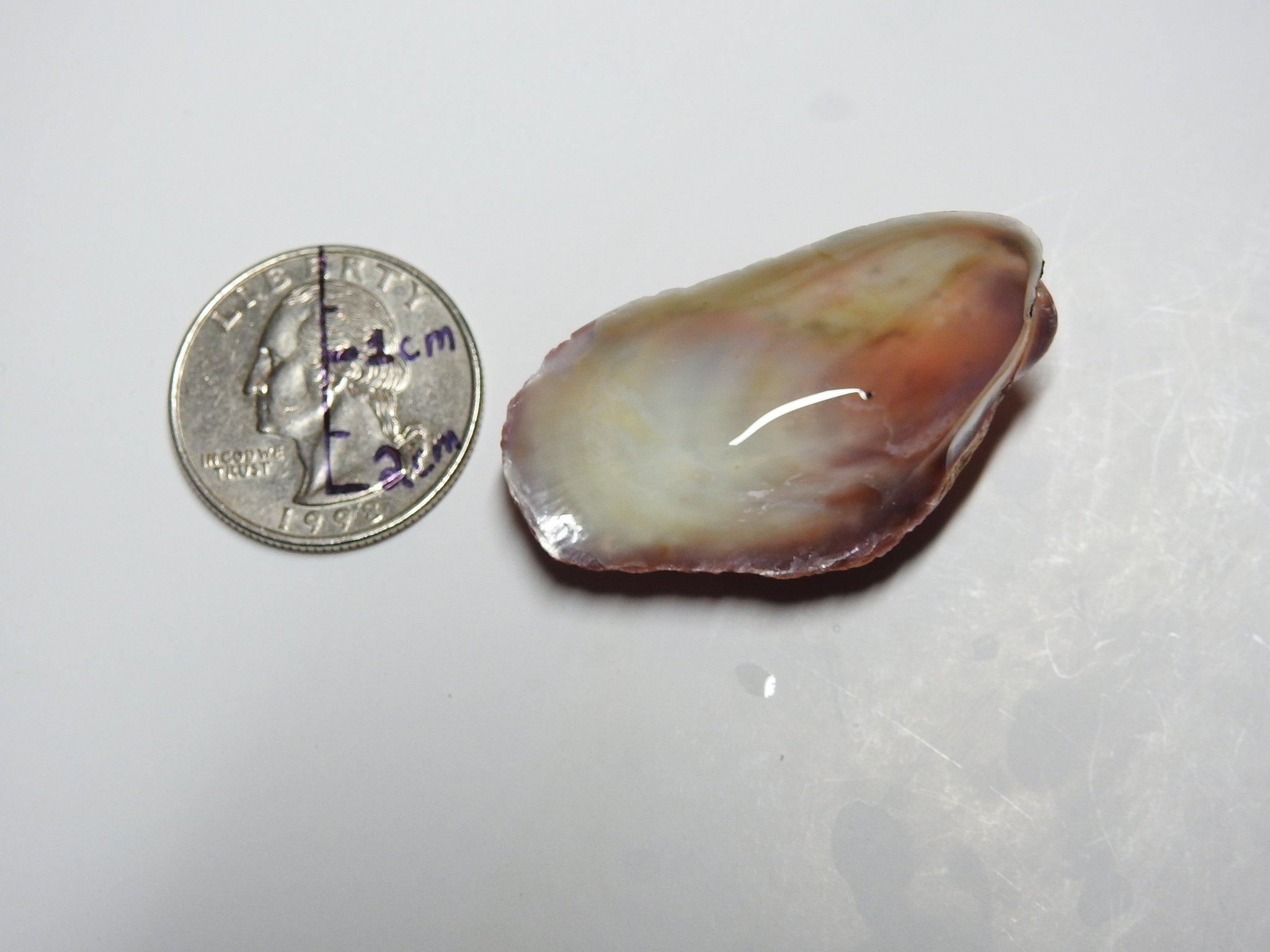 Modiolus americanus Leach, 1815