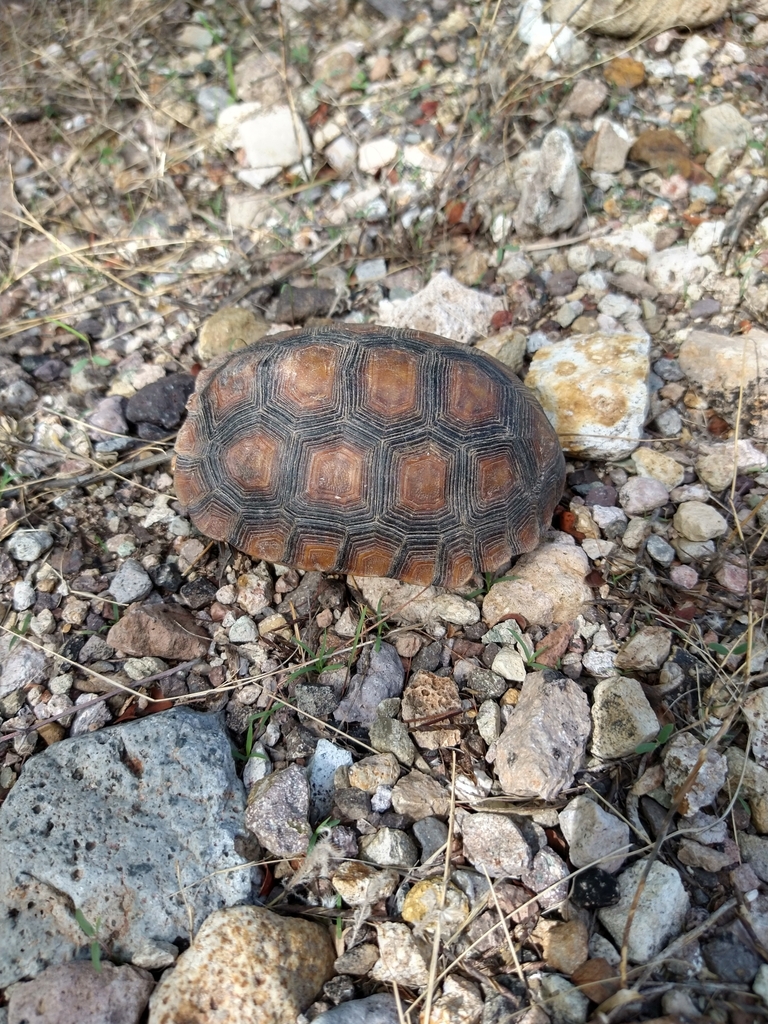 Sonoran Desert Tortoise from Sahuaripa, Sonora, Mexico on June 30, 2022 ...