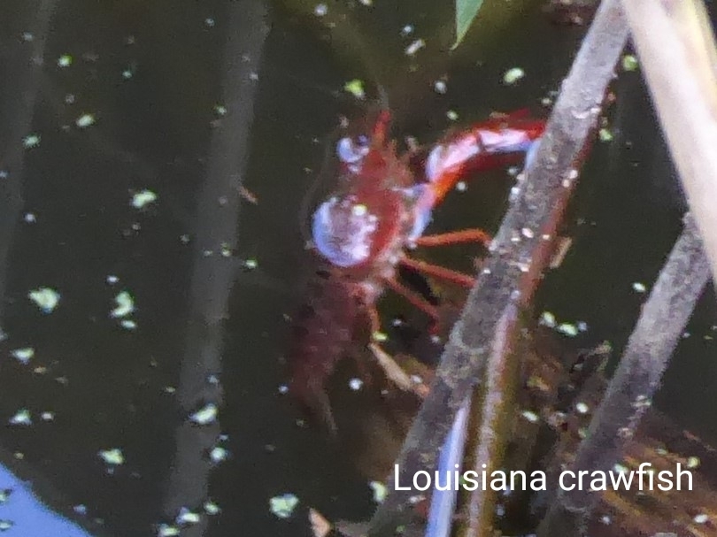 Red Swamp Crayfish from 39006 Santander, Cantabria, Spain on June 23 ...