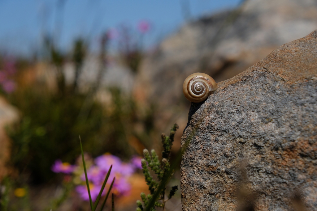 Fynbos Pinwheel Snail from Capri, Cape Town, 7975, South Africa on ...