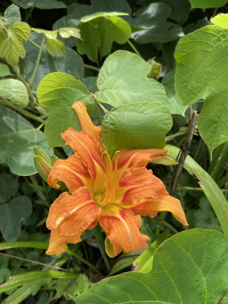 orange day-lily from Riverside, Atlanta, GA, US on July 01, 2022 at 12: ...