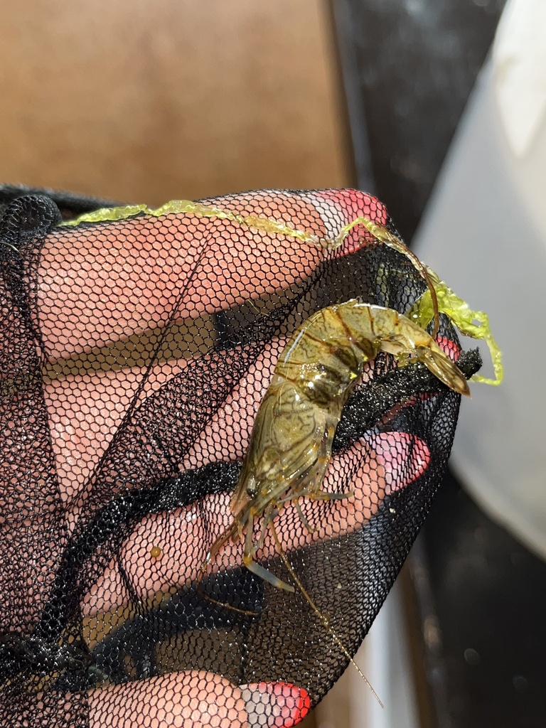 Rockpool Prawn from Gulf of Maine, Kittery, ME, US on June 29, 2022 at ...