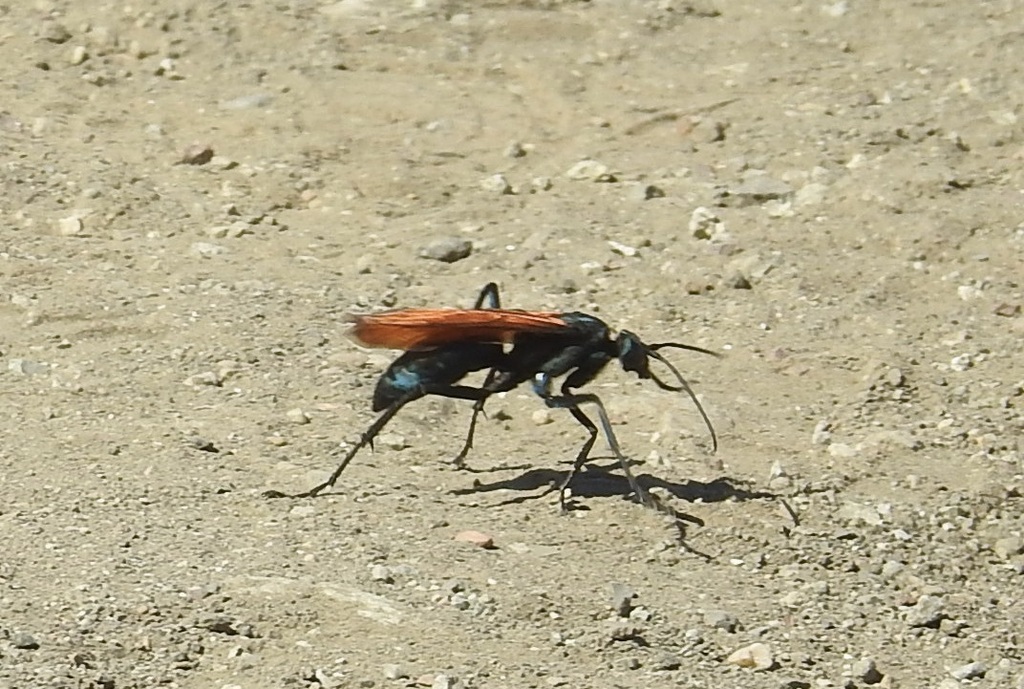 New World Tarantula-hawk Wasps from San Mateo County, CA, USA on June ...