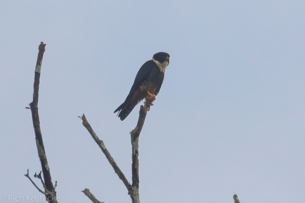 Bat Falcon from Alajuela Province, Los Chiles, Costa Rica on February ...