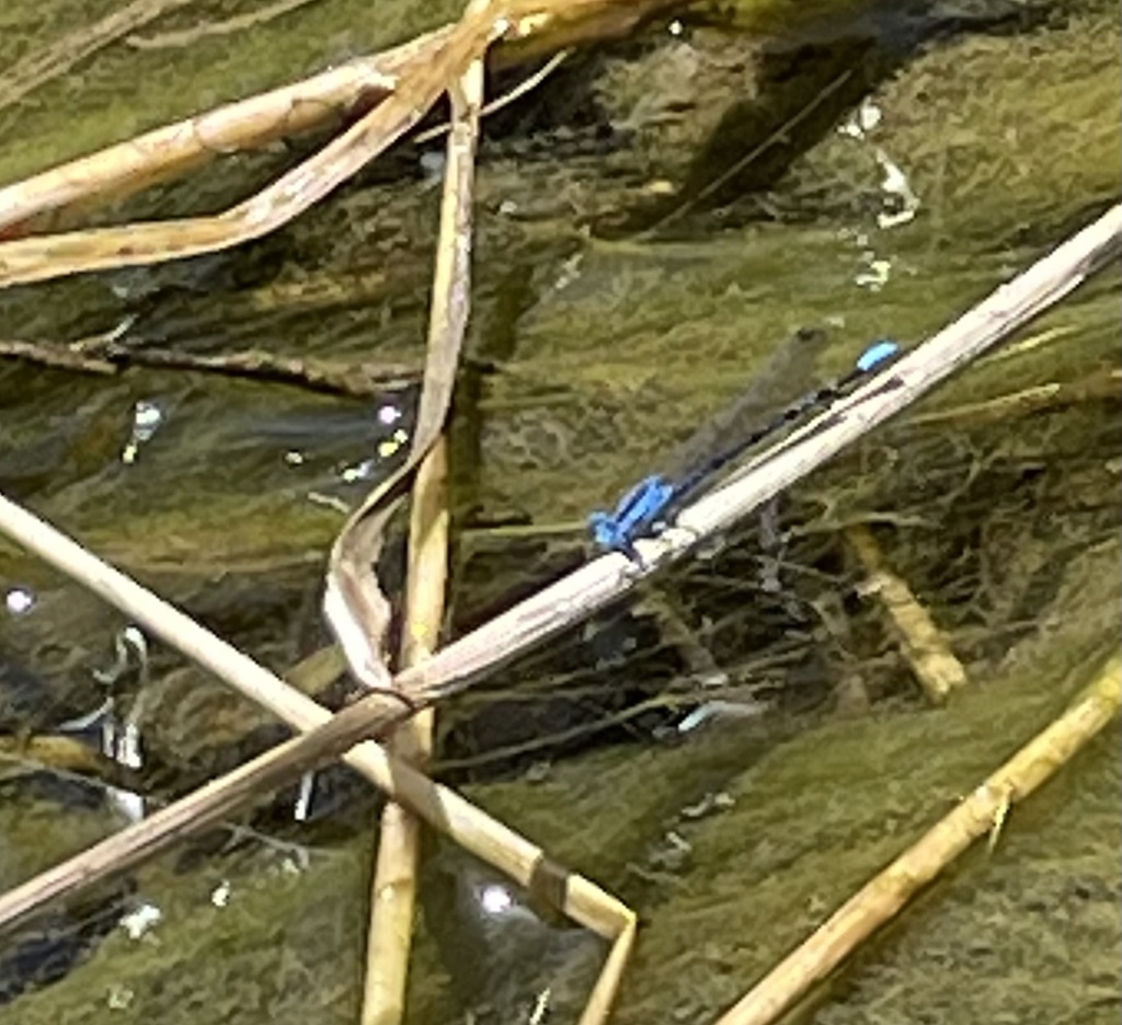 Dancers from Ashby Ave, Los Angeles, CA, US on July 01, 2022 at 12:06 ...