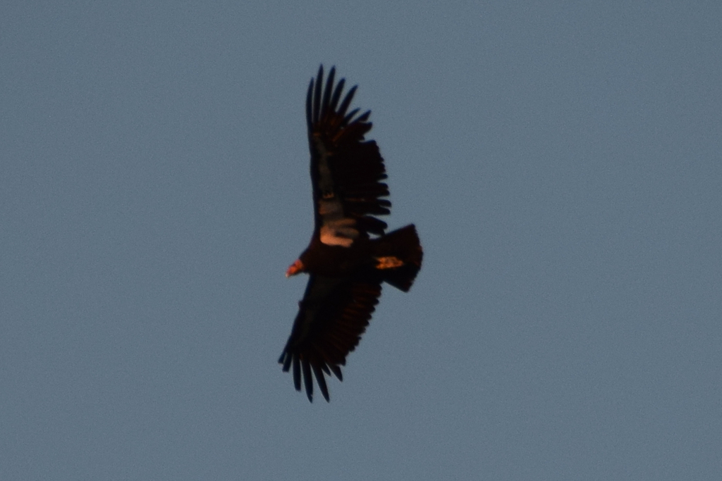 California Condor in May 2022 by Matthew Ruzicka · iNaturalist