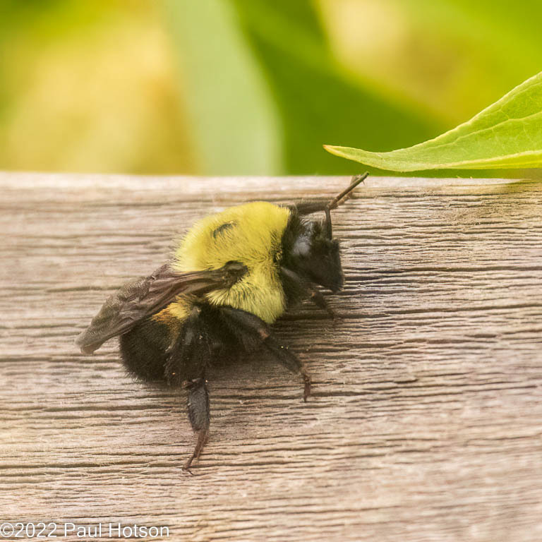 Brown-belted Bumble Bee from Aldershot, Burlington, ON, Canada on June ...