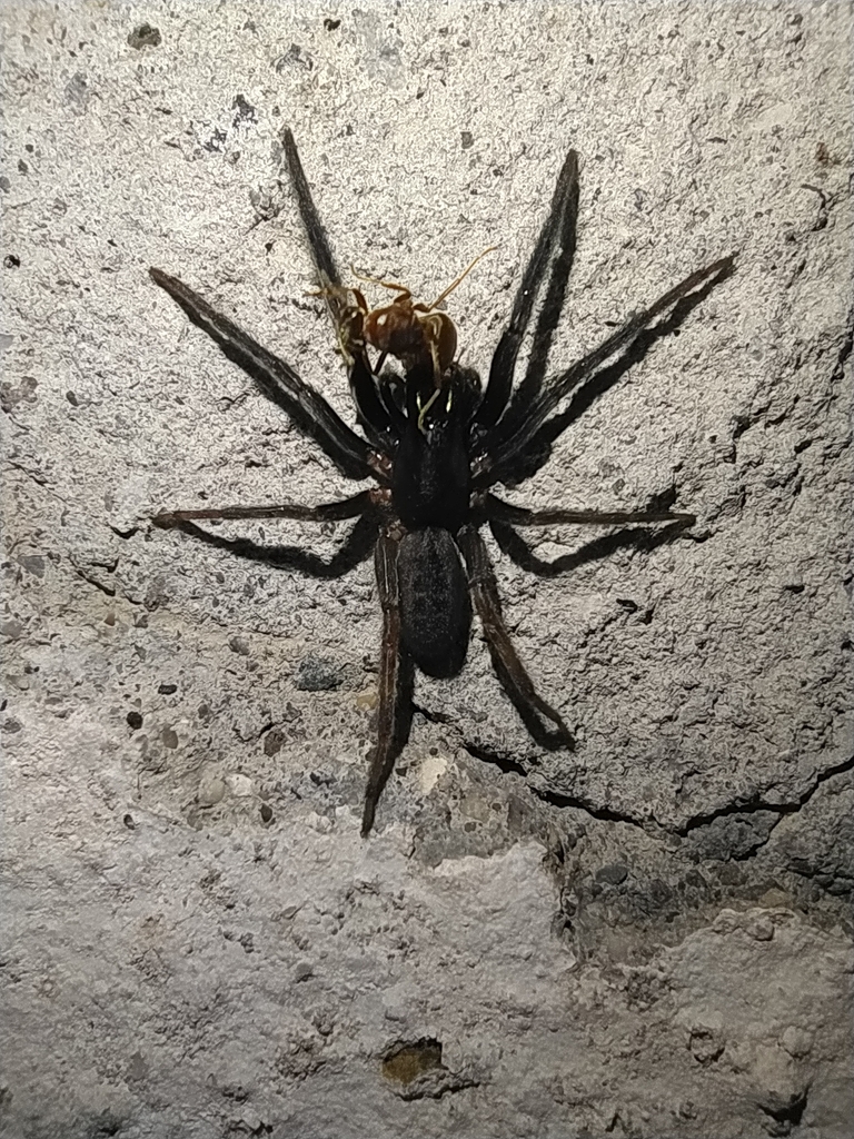 Tube-dwelling Spider from 00035 Olevano Romano RM, Italia on July 01 ...
