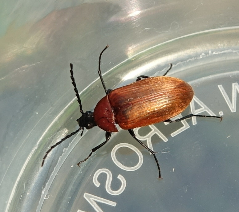 Pseudocistela ceramboides (Linnaeus, 1758)