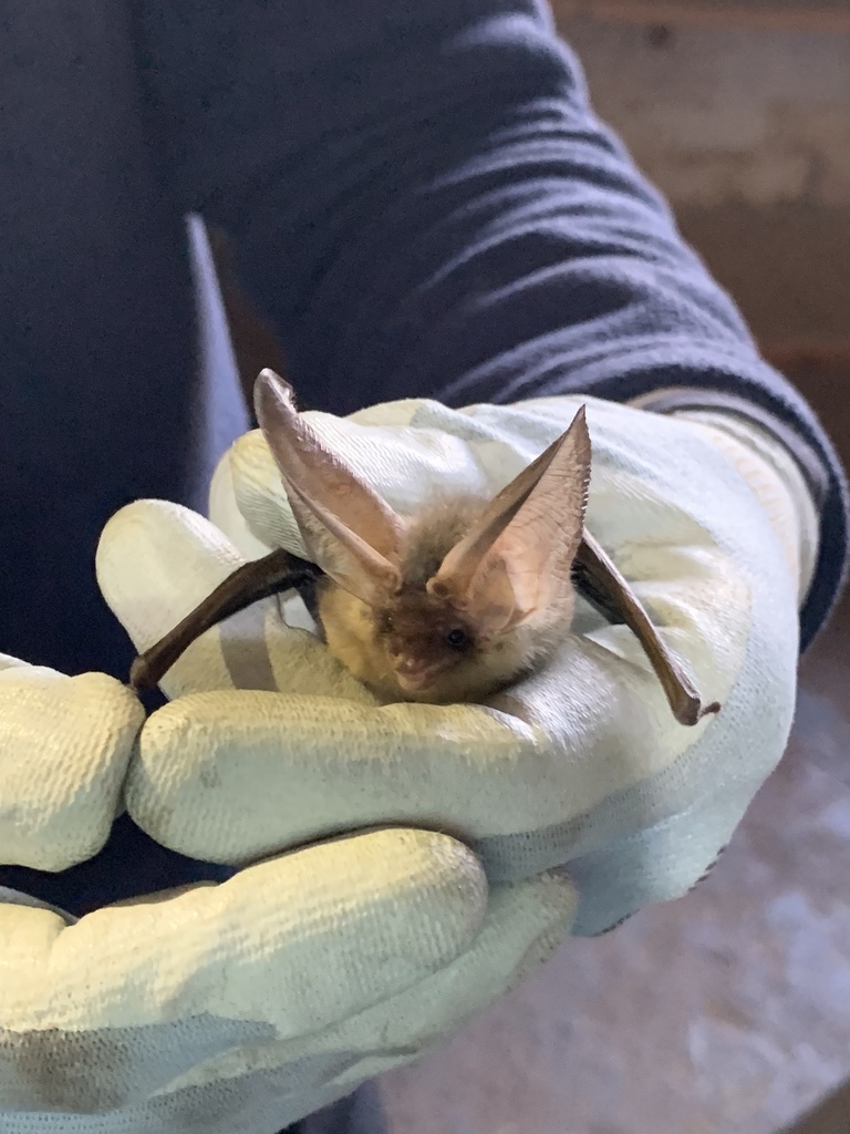 Brown Big-eared Bat from Chester Zoo, Cheshire West and Chester ...
