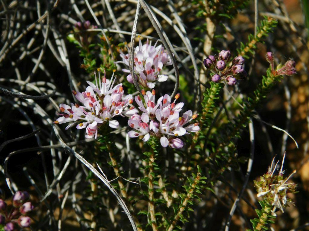 Common Buchu from Greyton Loerkloof, 7233, South Africa on June 30 ...