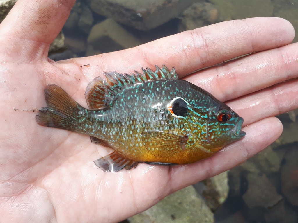 Northern Sunfish from LaSalle, ON, Canada on July 1, 2022 at 02:20 PM ...