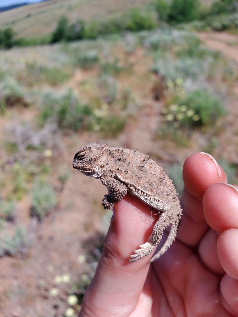 Greater Short-horned Lizard in July 2022 by melieraxbrock · iNaturalist