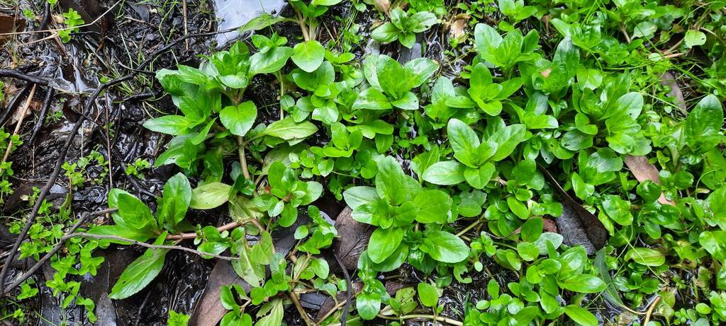 blue water-speedwell from Towong - Pt A, Victoria, Australia on June 15 ...