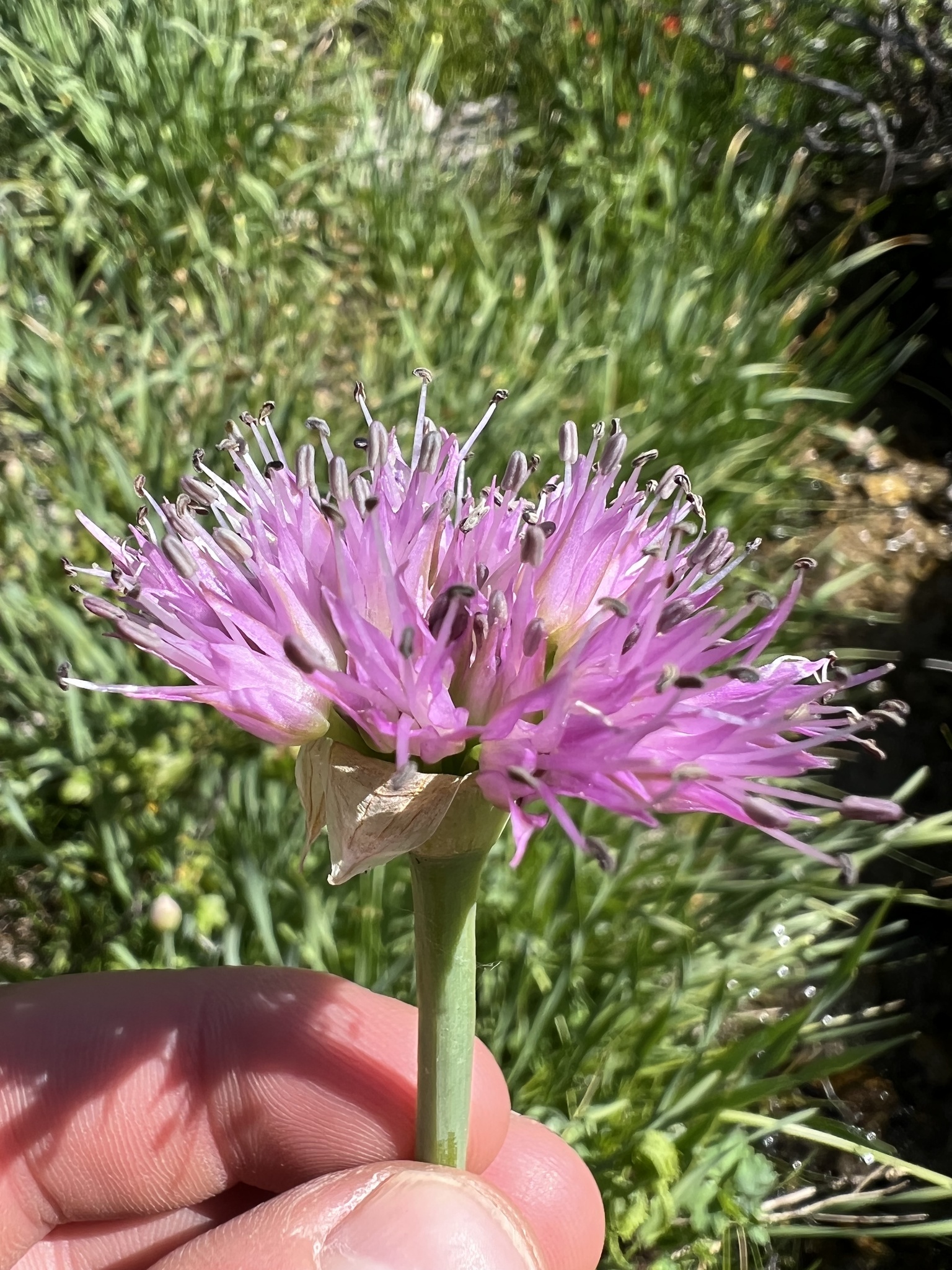 Allium validum S.Watson