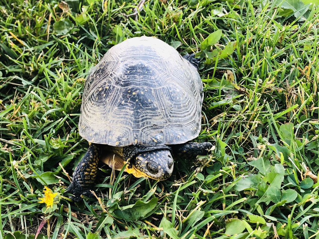 Blanding's Turtle in July 2022 by Ian Johnson · iNaturalist