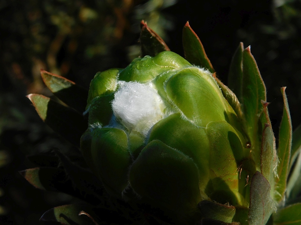 Green Sugarbush from Greyton, 7233, South Africa on July 09, 2018 at 10:47 AM by Klaus Wehrlin ...