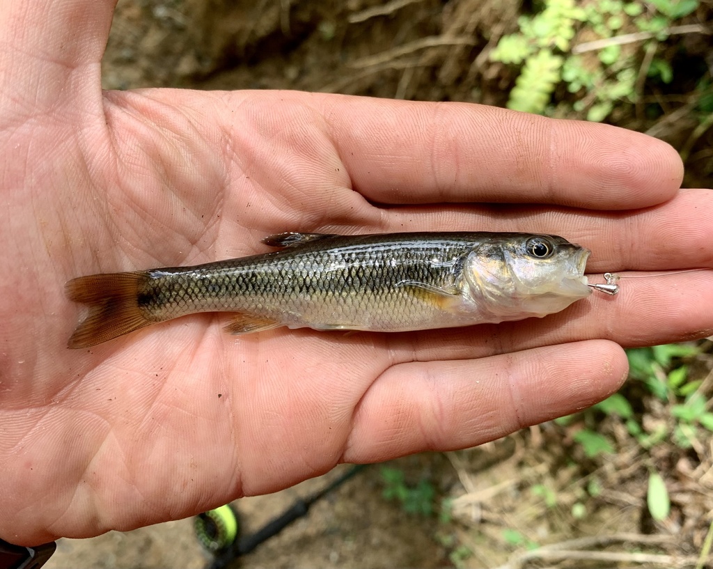Creek Chub (Semotilus atromaculatus) - Marine Life Identification