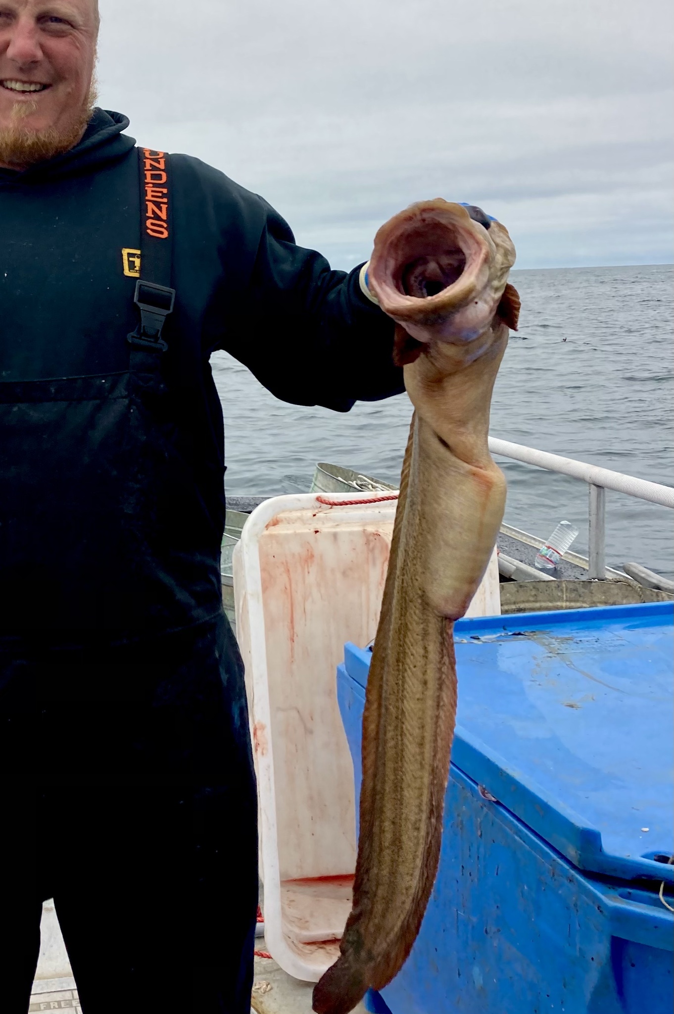 Cryptacanthodes giganteus (Kittlitz, 1858)