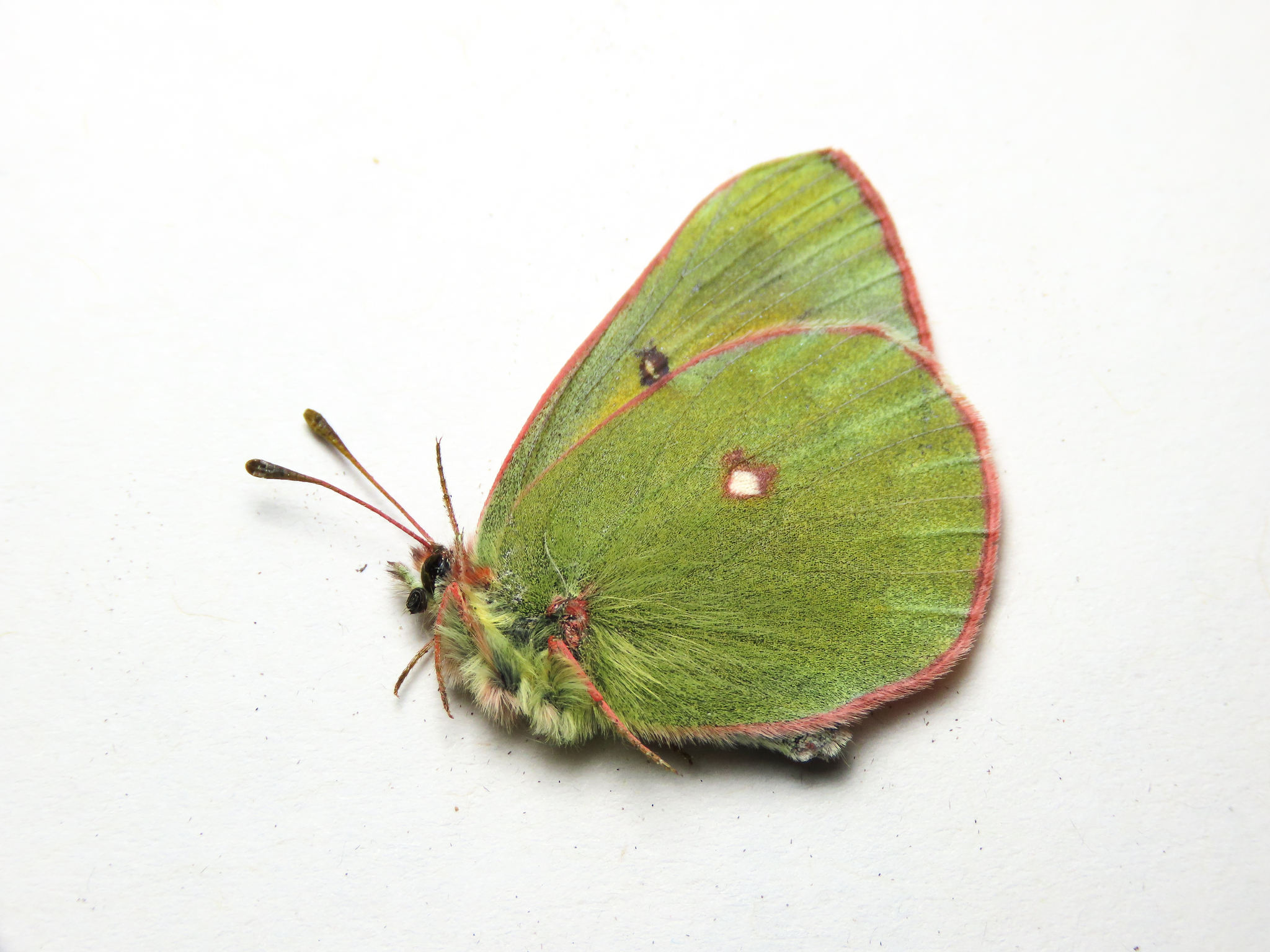 Colias hecla Lefèbvre, 1836