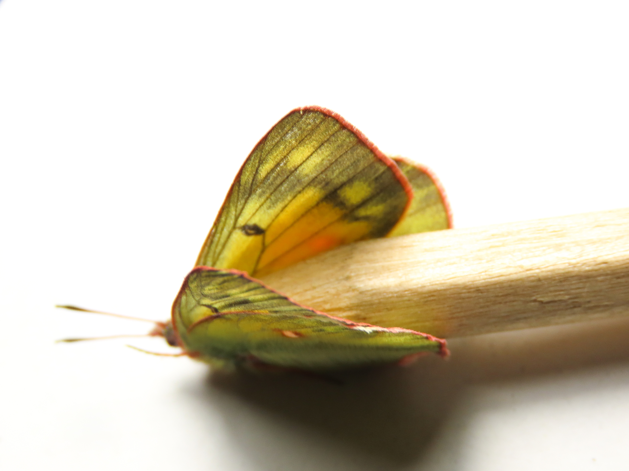 Colias hecla Lefèbvre, 1836