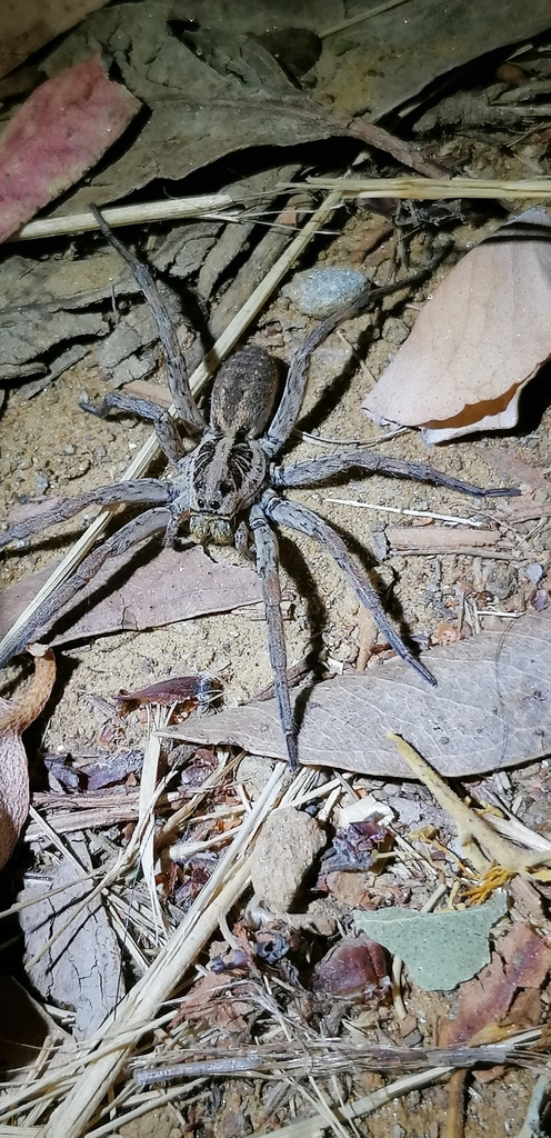 Radiated Wolf Spider from Perales del Puerto, 10896, Cáceres, España on ...
