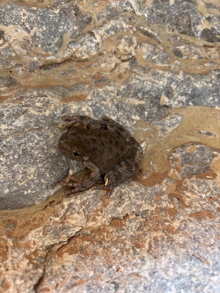 Canyon Tree Frog from Grand Canyon, Grand Canyon National Park ...