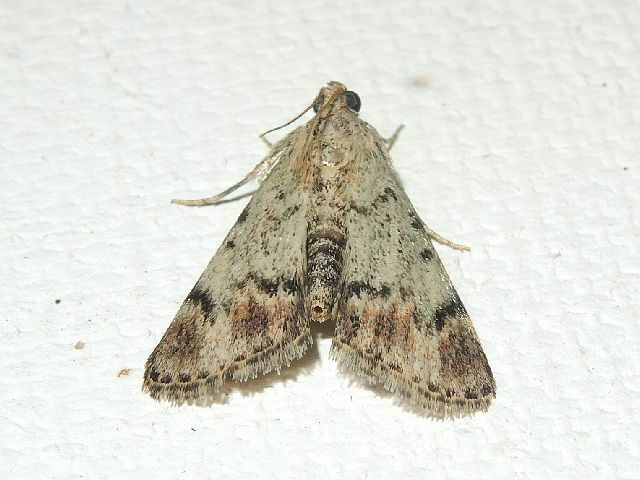 Dimorphic Macalla Moth in June 2022 by privatenoaccess · iNaturalist