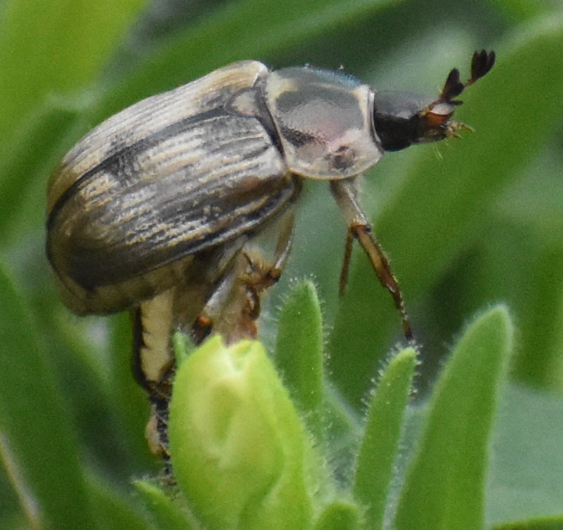 Oriental Beetle from Cheshire, CT, USA on July 1, 2022 at 05:26 PM by ...