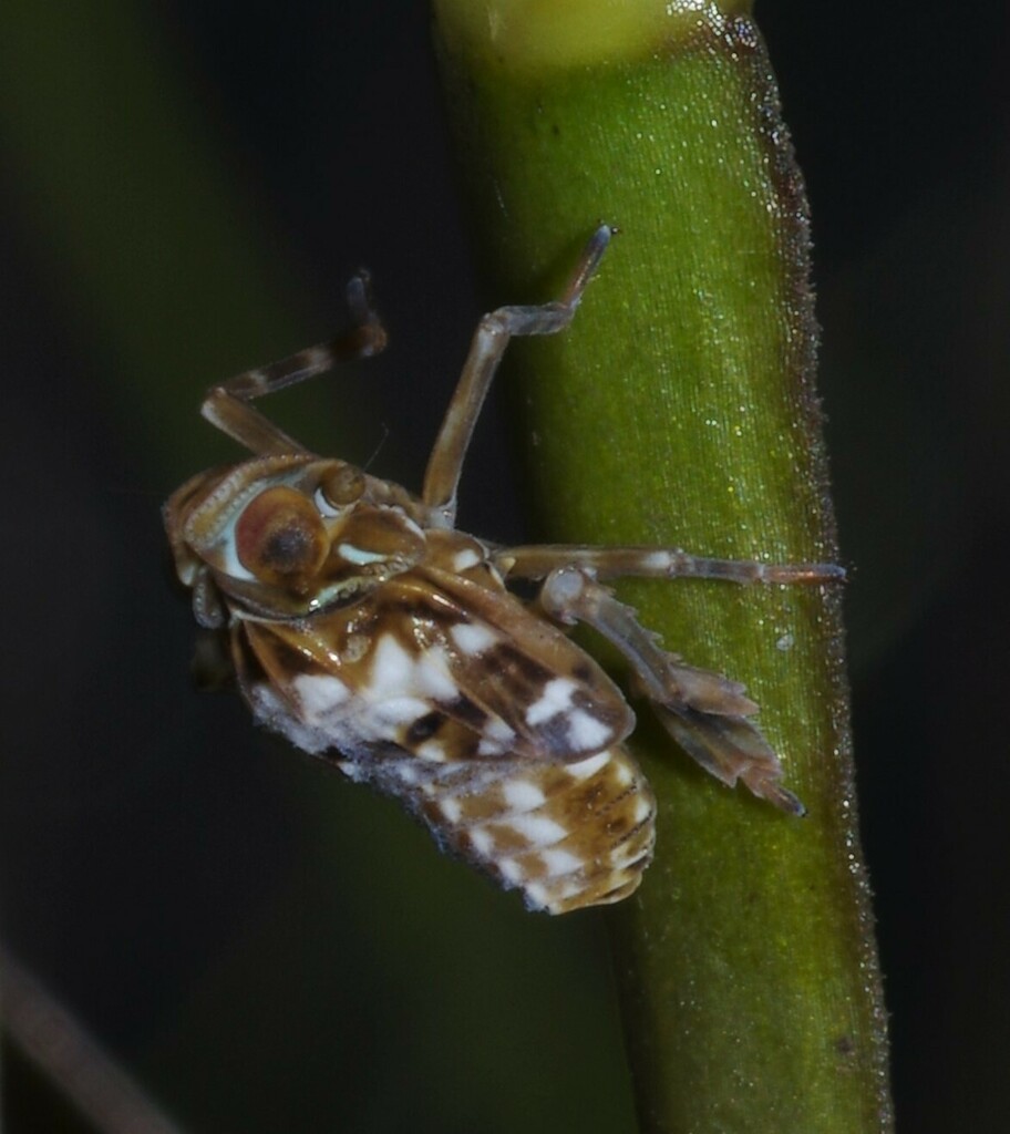 Planthoppers from Sinnamary, Guyane française on June 3, 2017 at 12:38 ...