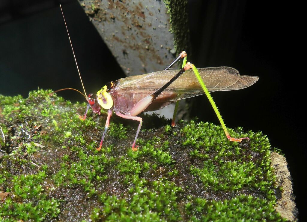 Euceraia insignis from Macuma, Ecuador on April 30, 2021 at 11:32 PM by ...
