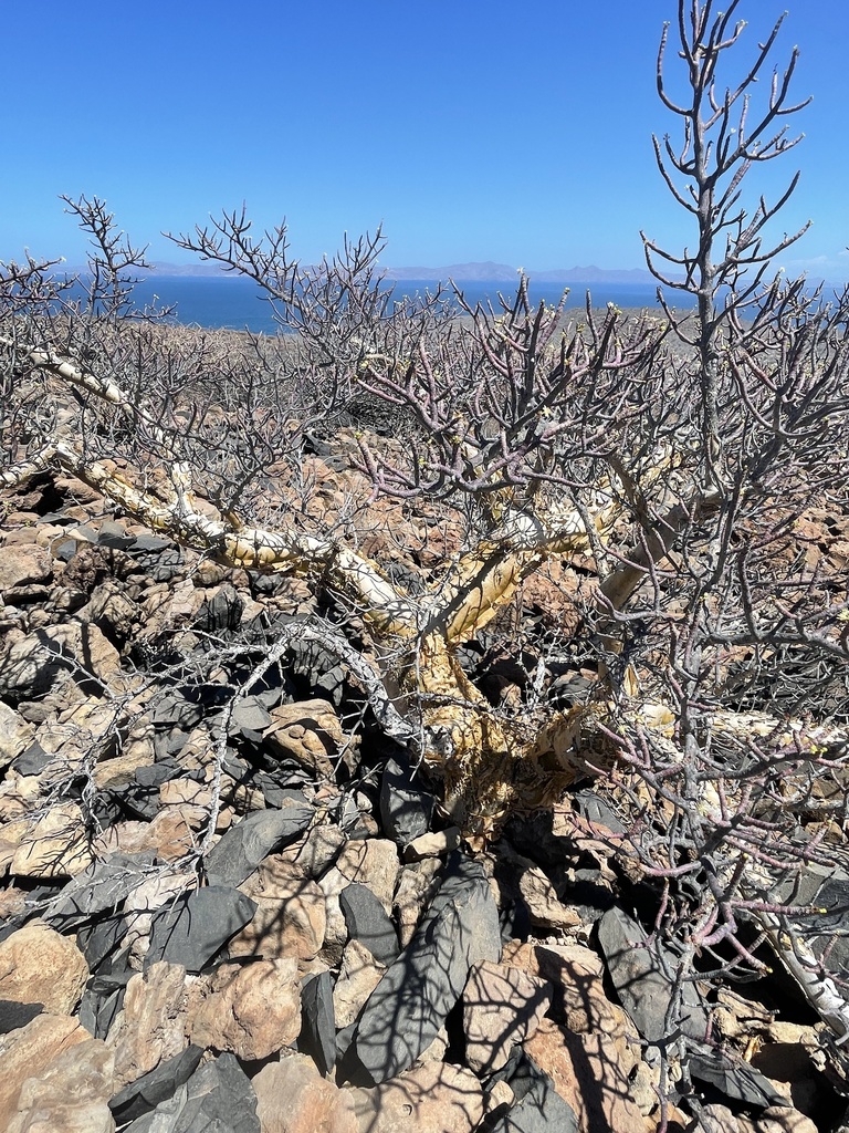 elephant tree from Parque Nacional Bahía de Loreto, Loreto, BCS, MX on ...