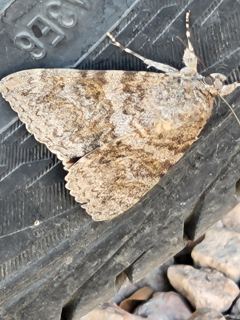 Underwing Moths from Highway 54 & Aggie Ave, Goodwell, OK 73939, USA on ...