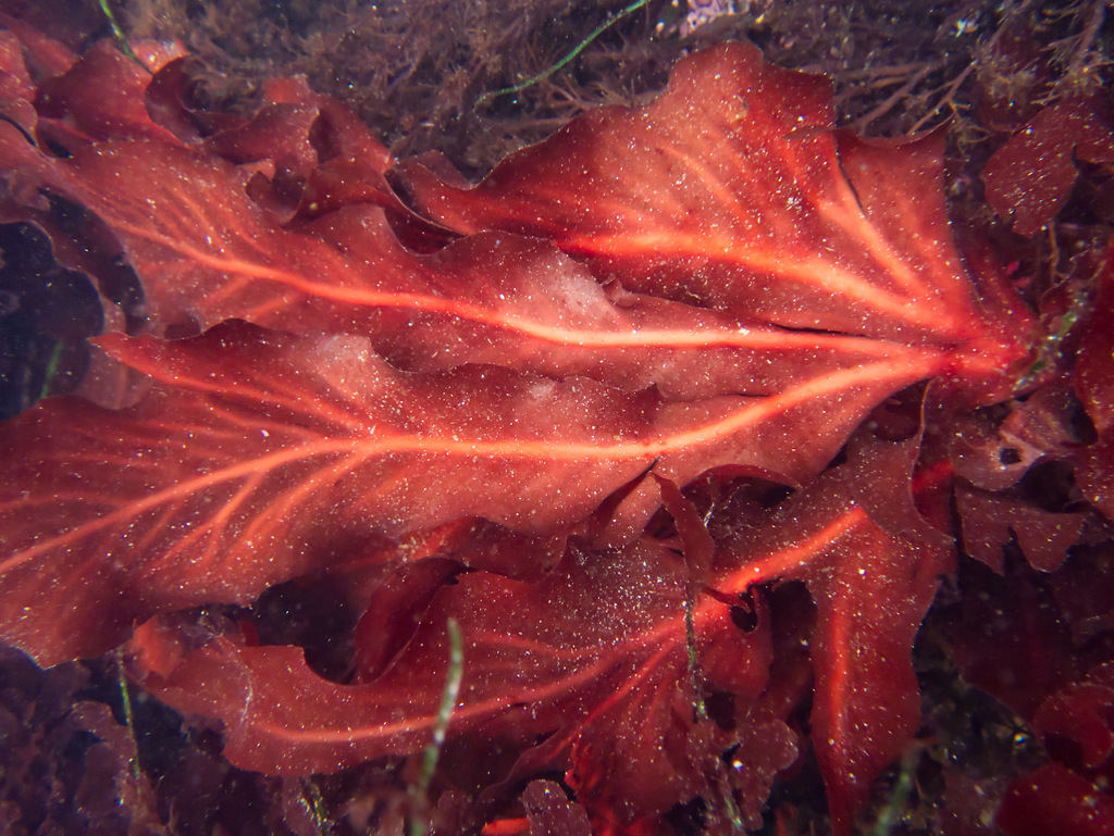 true red algae (Eurhodophytina) - Botanical Realm
