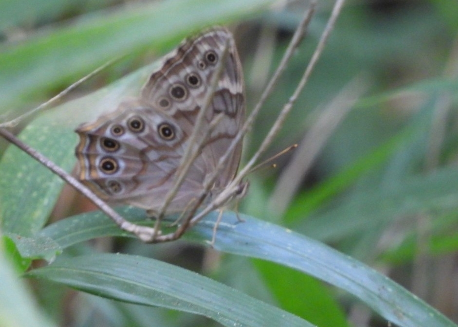 Creole Pearly-eye from Tyler, TX 75706, USA on July 1, 2022 at 12:10 PM ...