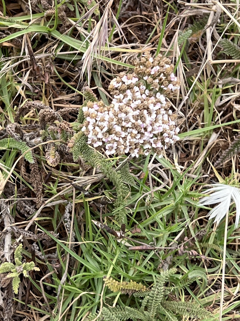 common yarrow from Andy Jacobsen Park, Pacific Grove, CA, US on July 1 ...