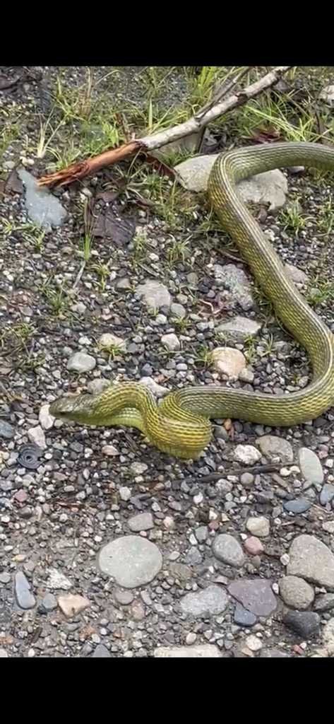 Amazon Puffing Snake from Lago Agrio, Sucumbios, EC on July 1, 2022 at ...