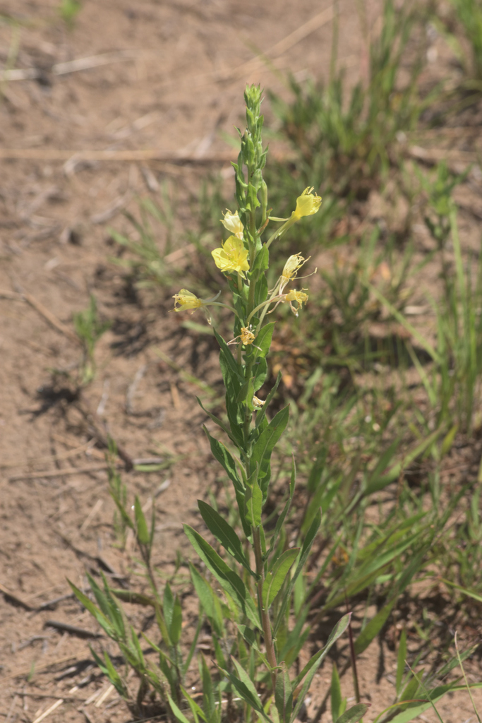 Lesser Four-point Evening-primrose from Spring Green Preserve Sauk ...
