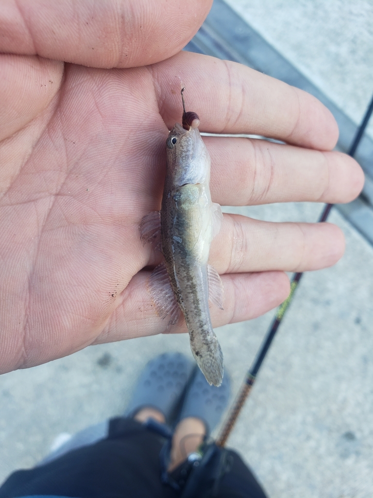 Shimofuri goby from Highway 29 at Oakville Rd North, Oakville, CA 94558 ...