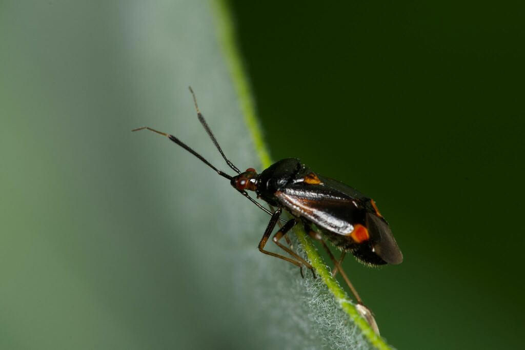 red-spotted plant bug from Greywacke/Polish Meadow on July 01, 2022 at ...