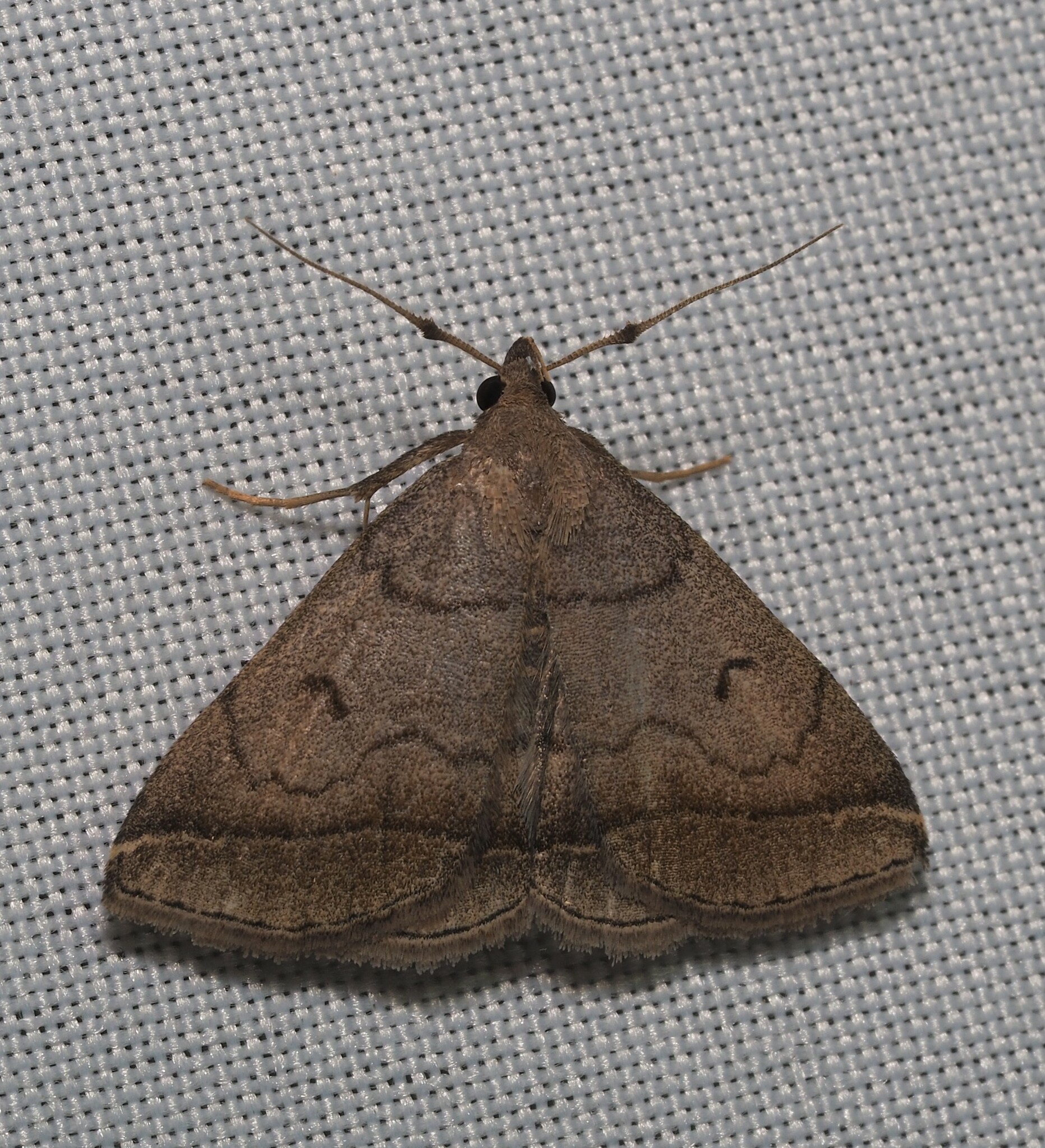 Zanclognatha lunalis (Scopoli, 1763)
