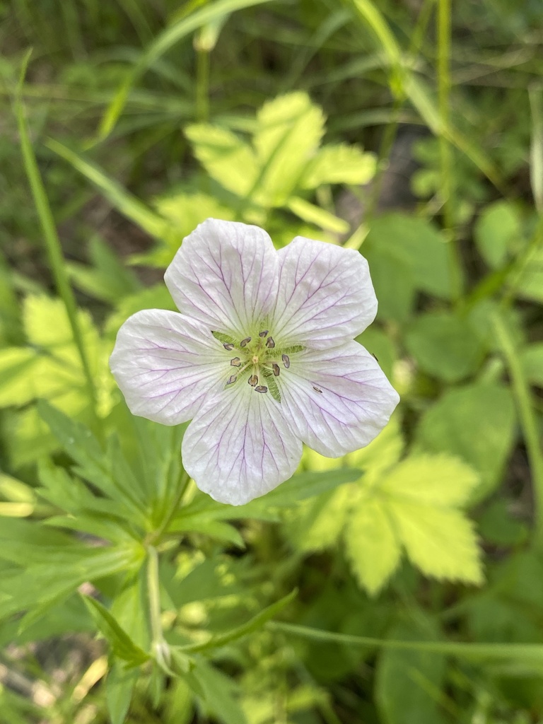 Richardson's geranium from Lockerby Conservation Site Red Deer County ...