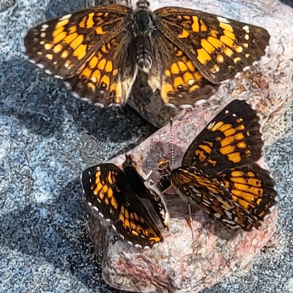 Harris's Checkerspot from Searchmont, ON P0S 1J0, Canada on June 29 ...