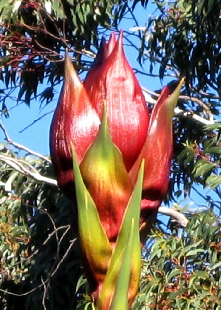 spear lilies (Doryanthes) - Botanical Realm