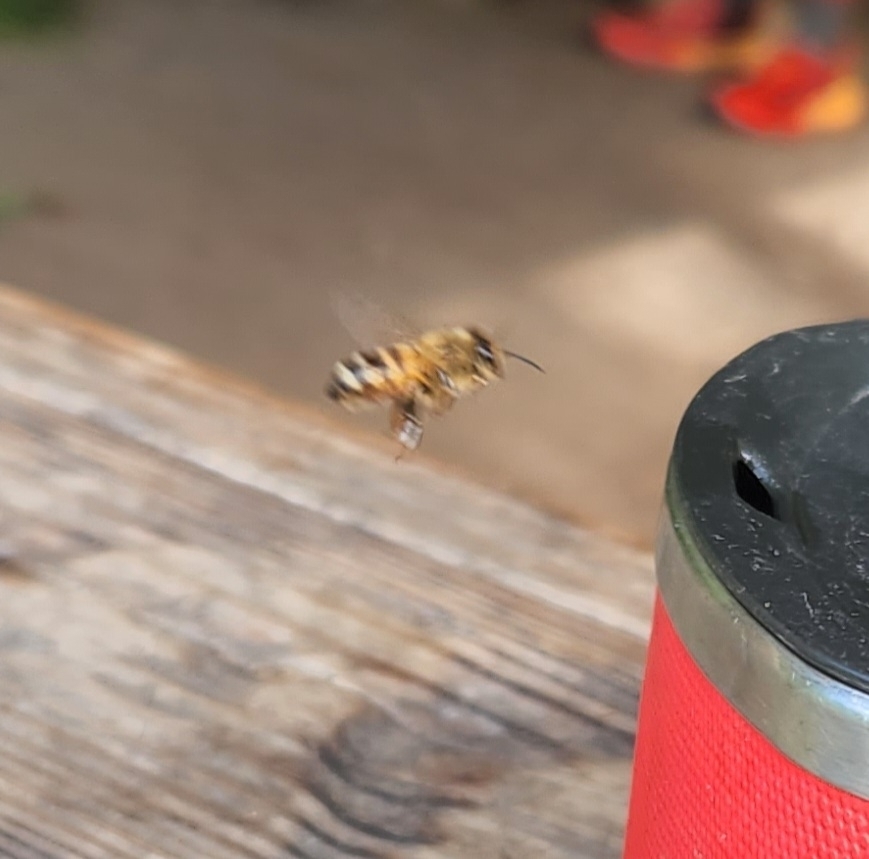Western Honey Bee from Bryson City, NC 28713, USA on July 1, 2022 at 09 ...